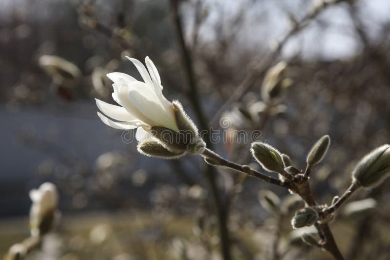 Star Magnolia Magnolia Stellata in Spring Stock Image - Image of plant ...
