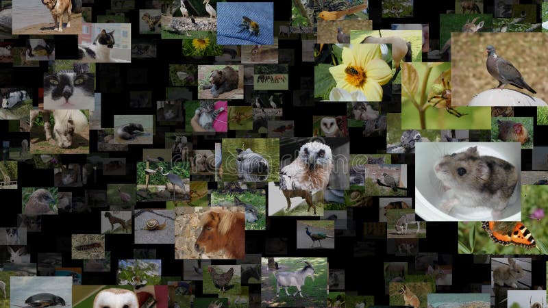Photo Stream of Animals Moving RIGHT, Seamless Loop Stock Footage ...