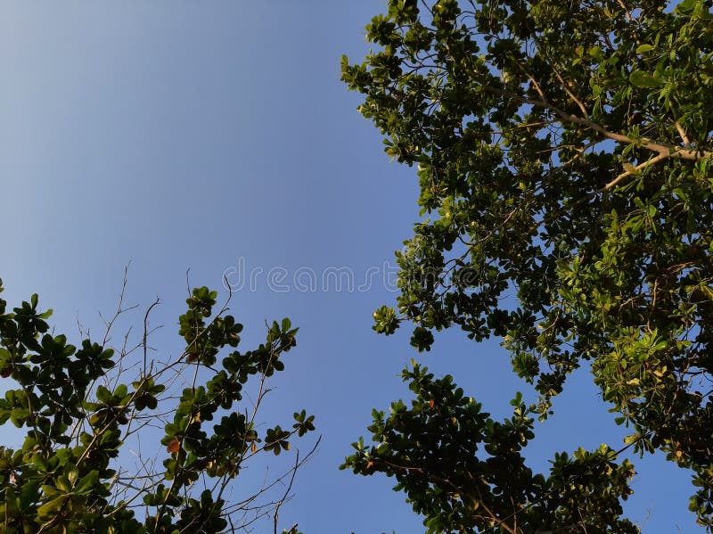 Photo of a Stretch of Blue Sky with Several Tree Branches on the Side ...