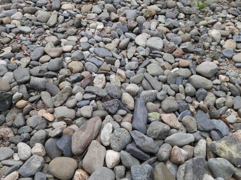 Photo of a Stretch of Coral on the Ground Background Texture Stock ...