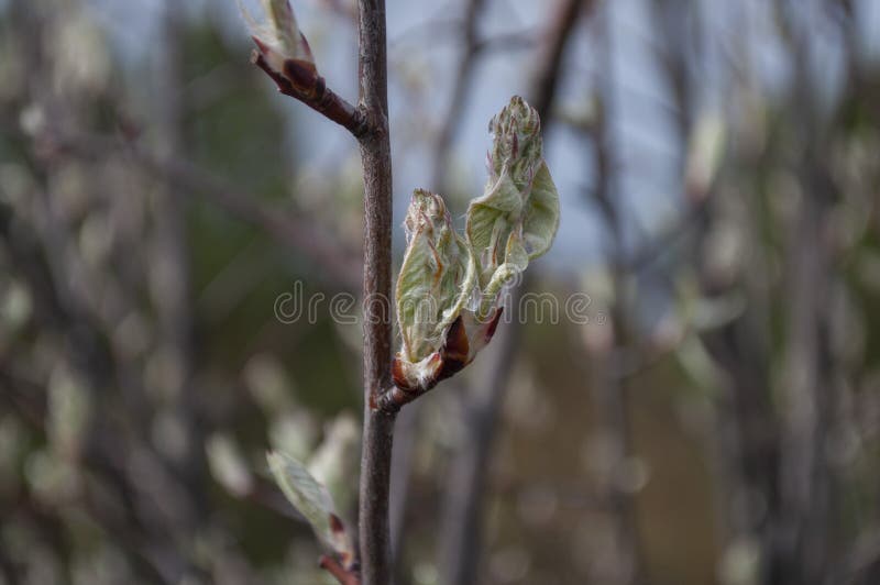 Branches with Leaves Bloom in the Spring Close-up Stock Photo - Image ...