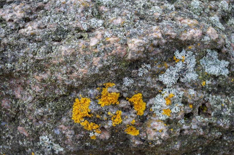 Moss on a stone stock photo. Image of wildflower, leaf - 249573382