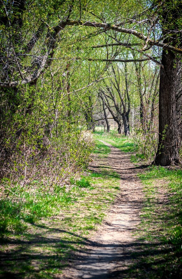 Photo of a Summer Path among Trees Stock Photo - Image of backgrounds ...