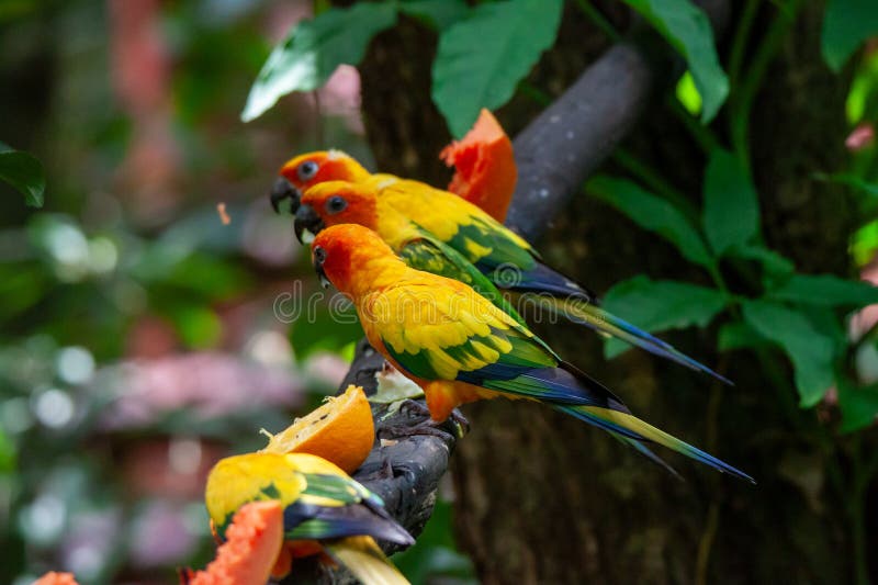 A Photo of Sun Conure Parrot in Jungle Setting Stock Image - Image of ...