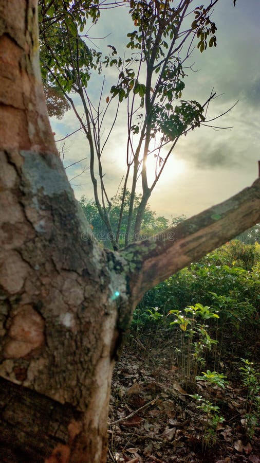 Photo of the Sun& X Shadow from Behind a Wooden Tree Stock Image ...