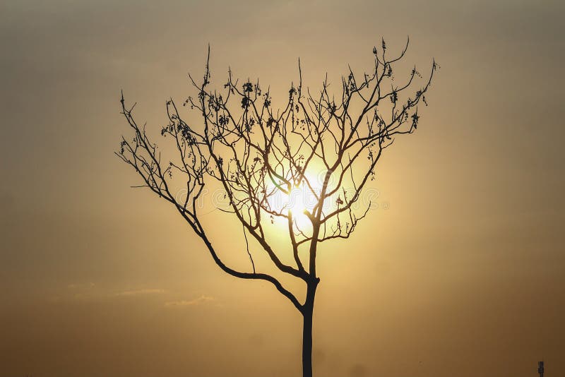 Photo of the Sun on Sunday at 5pm Stock Image - Image of flower, leaf ...