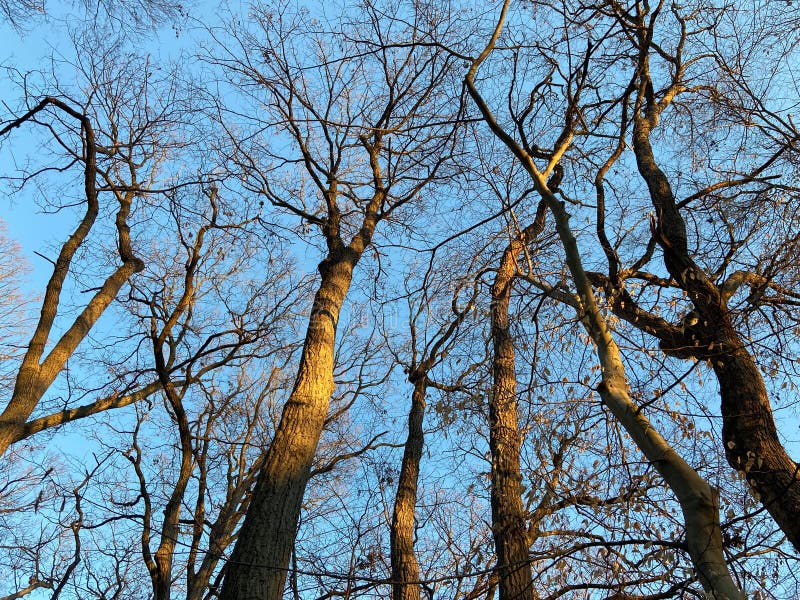 Sunset Bare Winter Trees in the Forest in January Stock Photo - Image ...