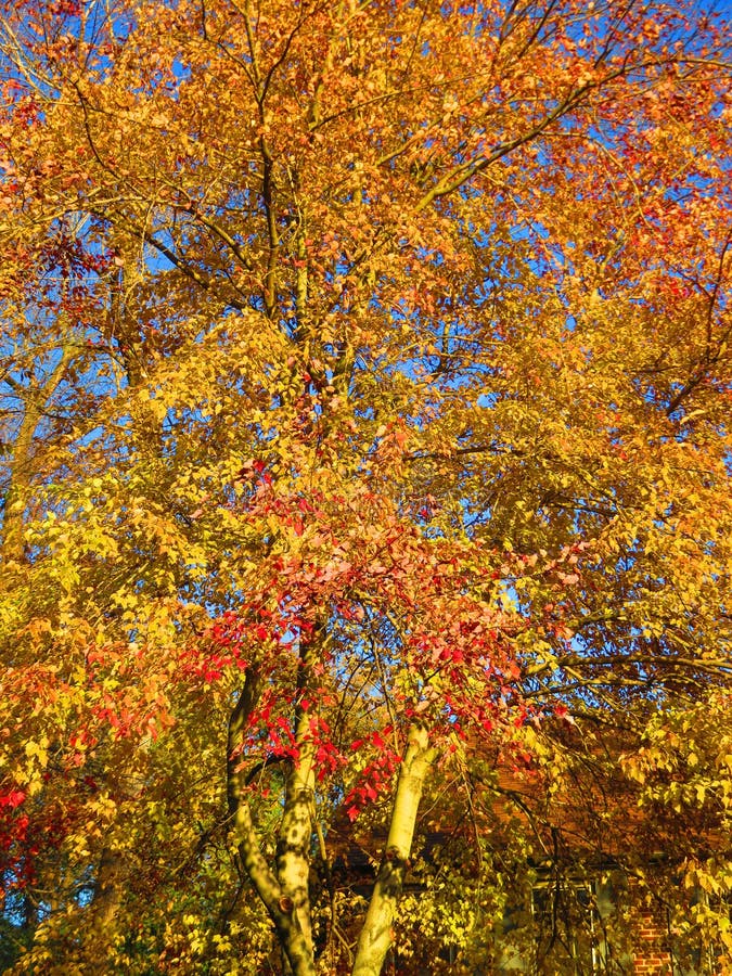Sunset Light Fall Foliage Tree in November Stock Photo - Image of ...