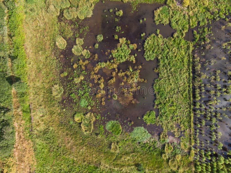 Photo of Swamp and Landscape Top View, Texture for Design Stock Image ...