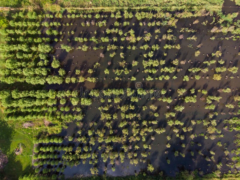 Photo of Swamp and Landscape Top View, Texture for Design Stock Photo ...