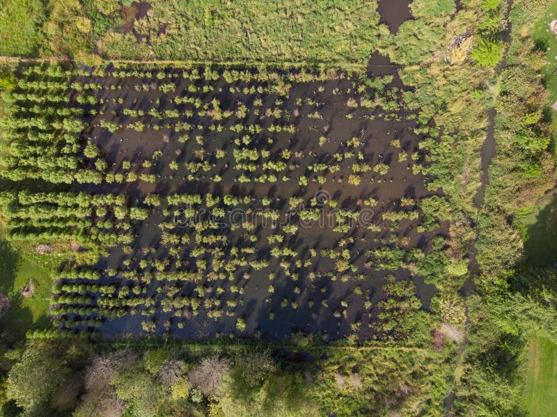 Photo of Swamp and Landscape Top View, Texture for Design Stock Photo ...