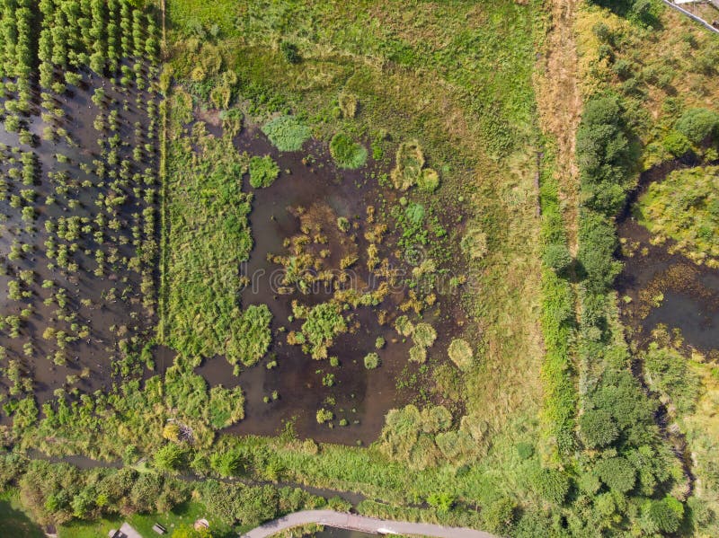 Photo of Swamp and Landscape Top View, Texture for Design Stock Photo ...