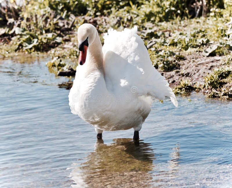 Picture with a Swan Standing in Water Stock Photo - Image of toronto ...