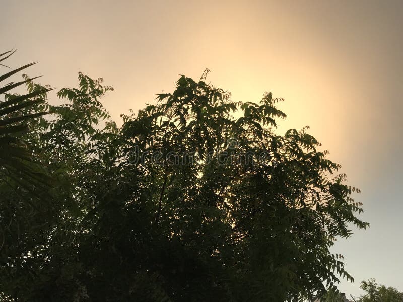 Nim tree stock image. Image of tree, sunset - 117338879