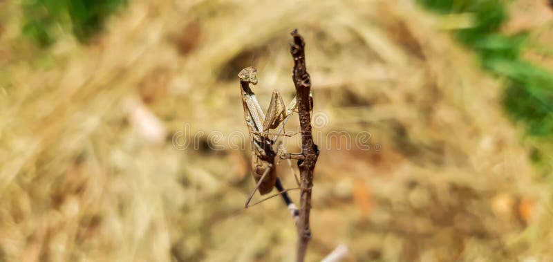Mantis on a dry branch stock photo. Image of nature - 237680788
