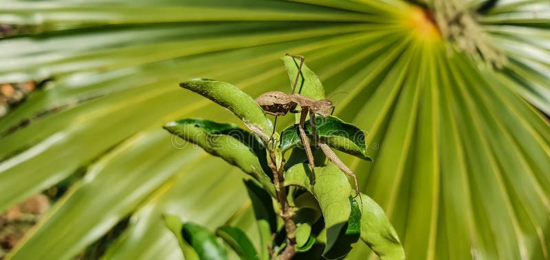 Mantis on Top of a Tree in the Backyard Stock Image - Image of plant ...
