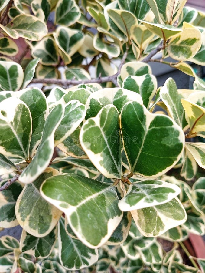 Ficus Triangularis Variegata in Close Up Stock Image - Image of ...