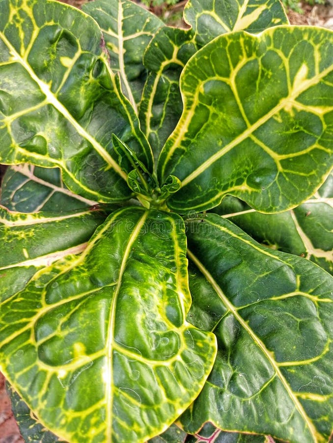 Green Croton Codiaeum Variegatum Turtle Back Stock Image - Image of ...