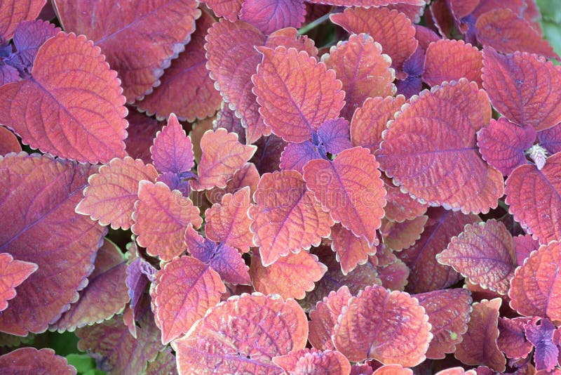 A Cluster of the Coleus Perilla Ruby Red Leaves Stock Image - Image of ...