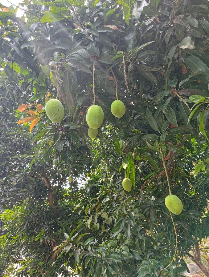 Portrait of Mango Fruit on the Tree Stock Image - Image of leaf ...