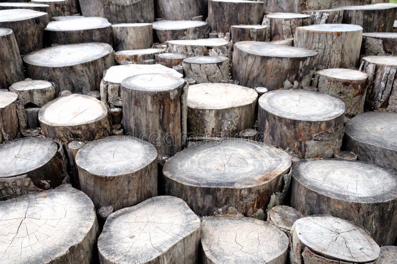 A Group of Chopped Tree Trunks Gathered To Form a Repeat Pattern Stock ...