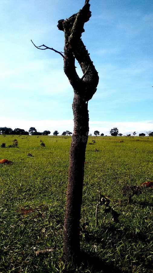 Single stick stock image. Image of stick, single, morning - 112137179