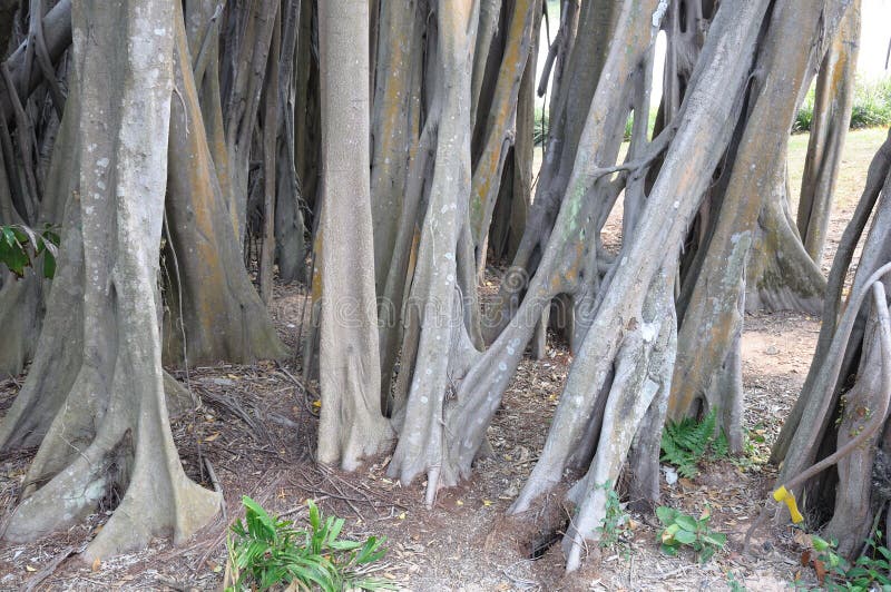 Light Brown Thin Tree Trunks Growing in the Wild in Clusters Stock ...
