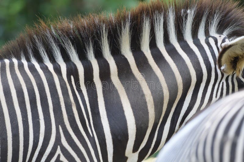 A Photo Taken on the Stripes on the Body of a Zebra Stock Photo - Image ...