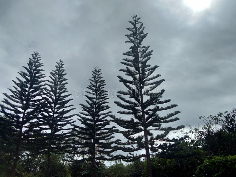 Pine trees stock photo. Image of gloomy, philippines - 119577226