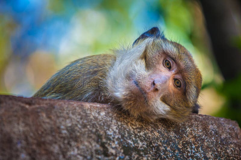 1,993 Smart Monkey Photos - Free & Royalty-Free Stock Photos from ...