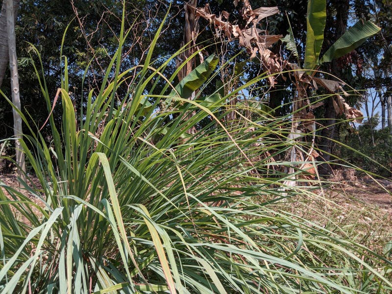 A Photo Taken of Wild Grass in the Jungle Stock Image - Image of grass ...