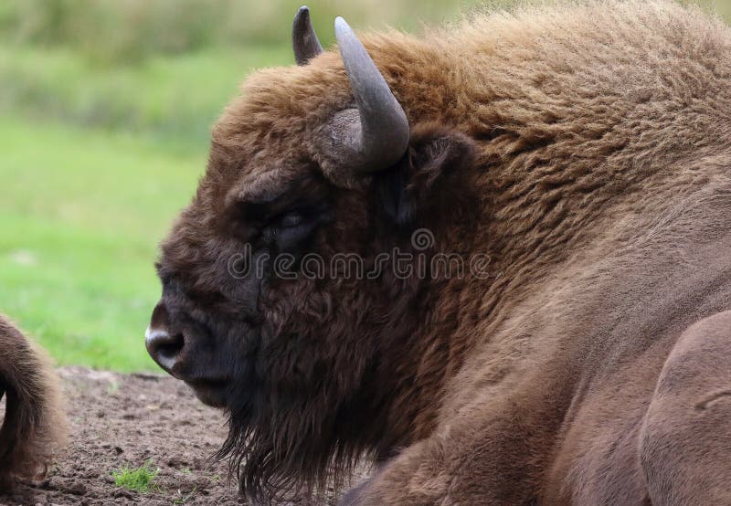 Bison stock image. Image of shaggy, animal, centre, bald - 177860747