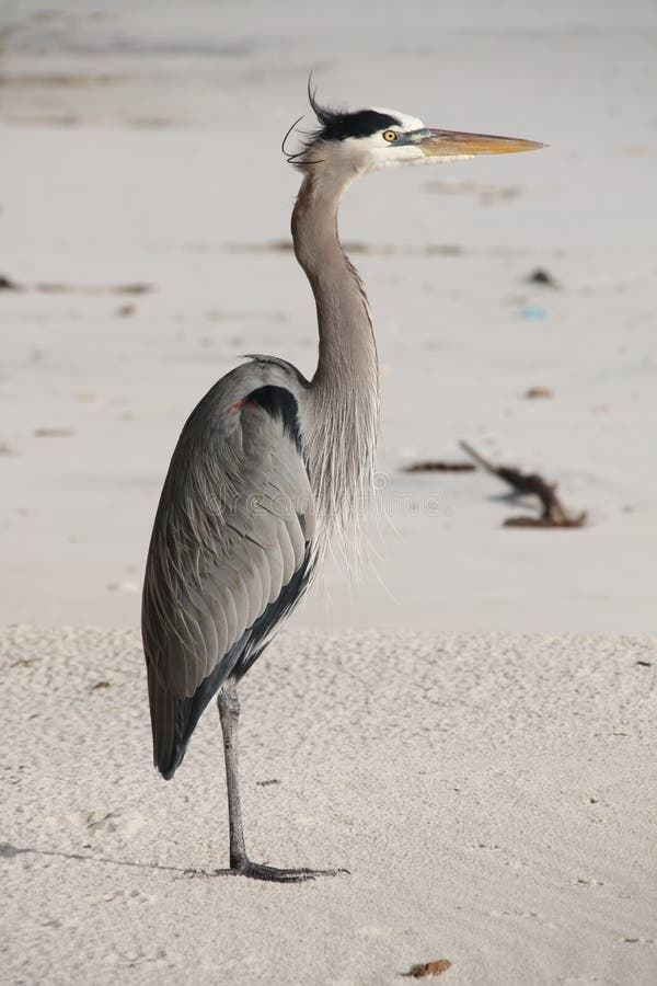 Tall Bird Standing on Beach. Stock Photo - Image of tall, standing ...