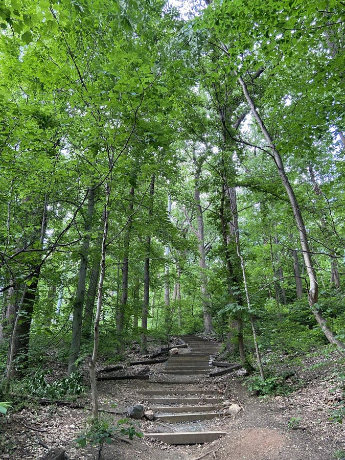 Tall Forest Trees and Steps Landscape in Spring in May Stock Image ...