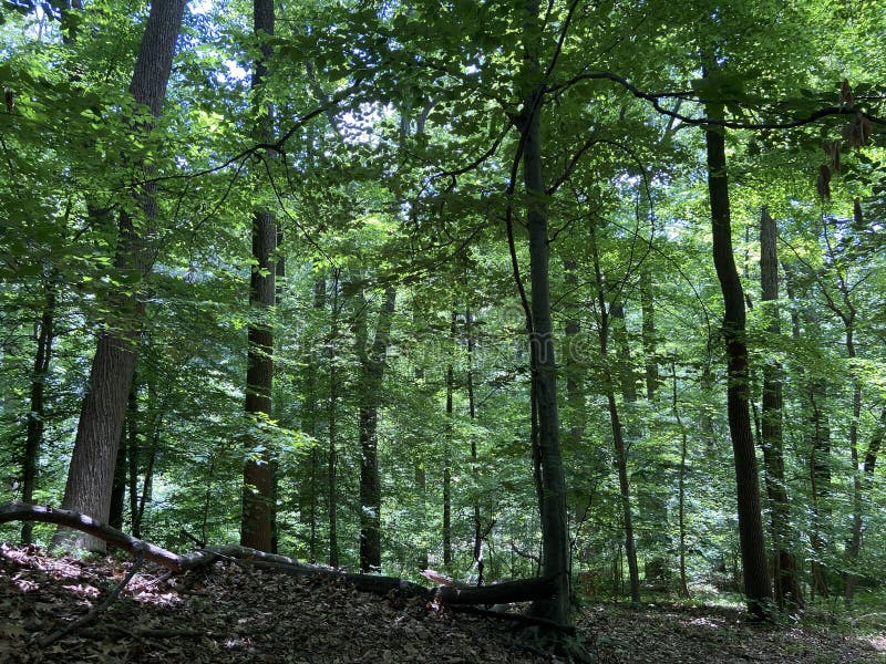 Tall Trees Green Forest Landscape in May in Spring Stock Photo - Image ...