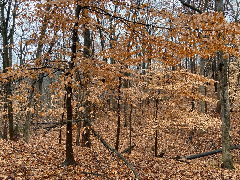 Tan Winter Foliage in December Stock Image - Image of leaves, forest ...
