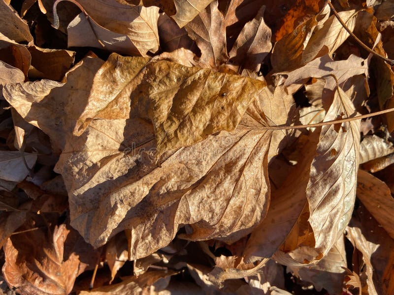 Tan Wrinkled Leaves in December Stock Image - Image of leaves, december ...