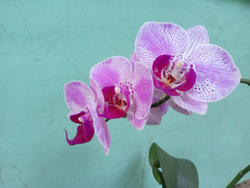 Photo Tanaman Hias Bunga Anggrek Stock Image - Image of bouquet, violet ...
