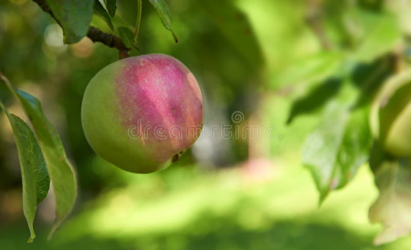Apples in Outdoor Setting. a Photo of Taste and Beautiful Apples. Stock ...