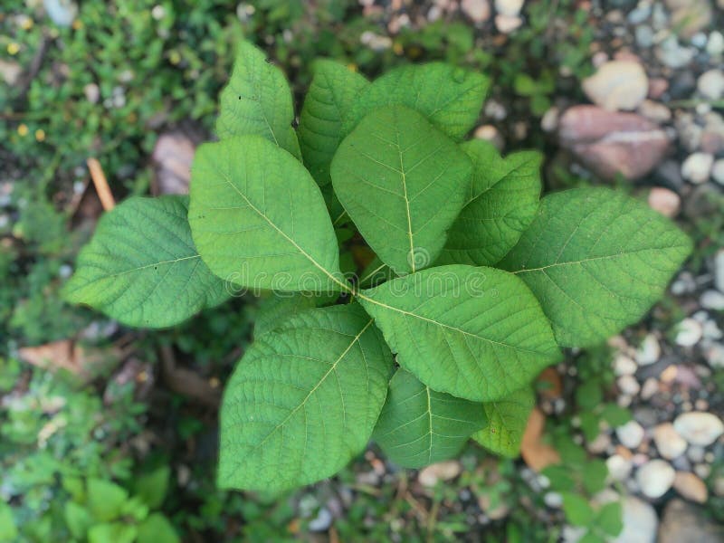 Photo of Teak Saplings Growing on Rocky Ground on the Edge of the ...