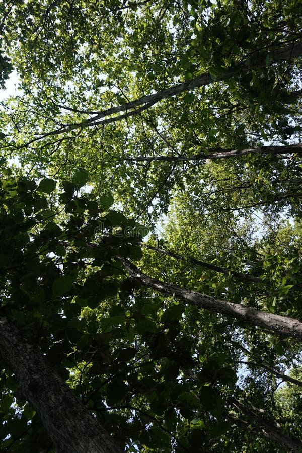 Photo of teak tree leaves stock image. Image of teak - 170136935