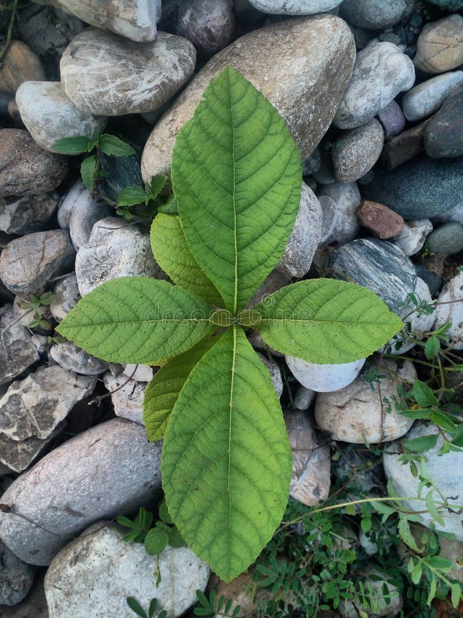 Photo of Teak Tree Saplings Thriving among the Rocks Stock Image ...