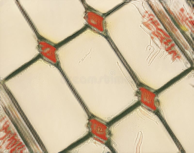 This Photo with Text Space Shows Modern Rectangle Window Panes ...