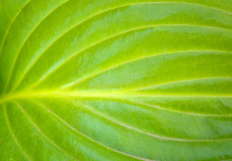 Photo of a Texture of a Big Green Leaf in the Garden Stock Image ...