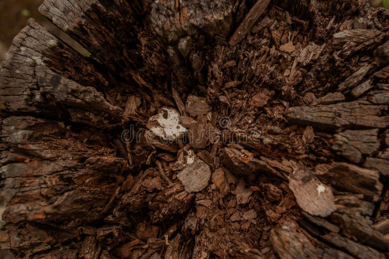 A Photo of the Texture of the Inside of a Tree Trunk Photographed from ...