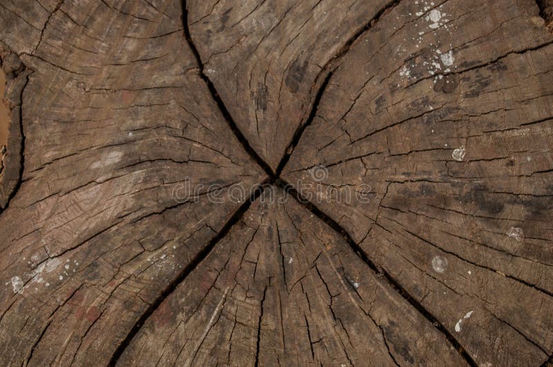 A Photo of the Texture of the Inside of a Tree Trunk Photographed from ...