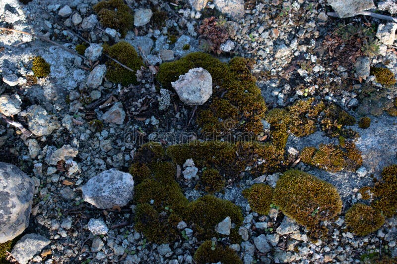 Photo of the Texture of Moss and Rocks. Stock Image - Image of wildlife ...
