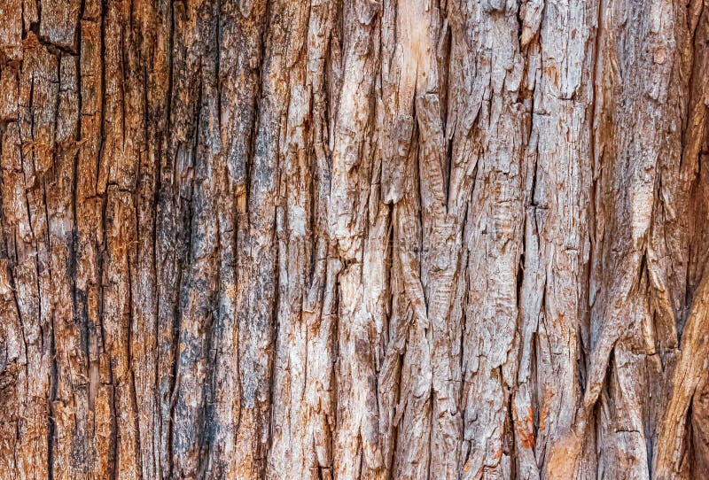 Photo, Texture, Pattern of Coarse, Reddish Bark of a Tree Stock Photo ...