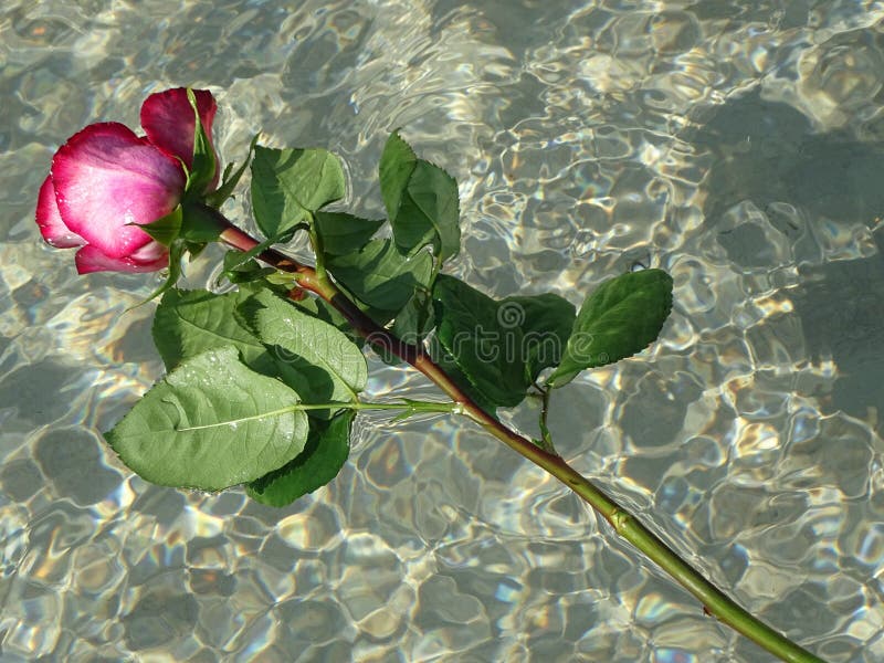 Pink rose in the water stock photo. Image of gift, rose - 98528780
