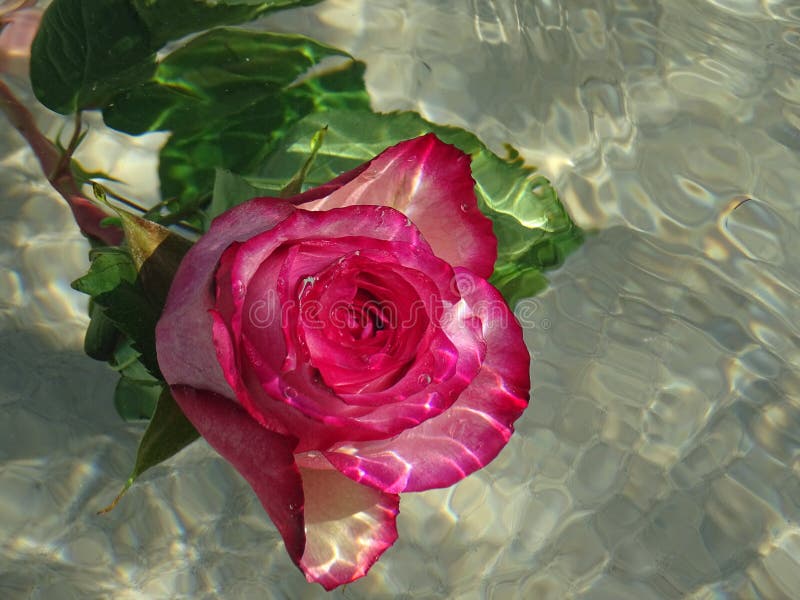Pink rose in the water stock photo. Image of drops, emotionally - 98529384